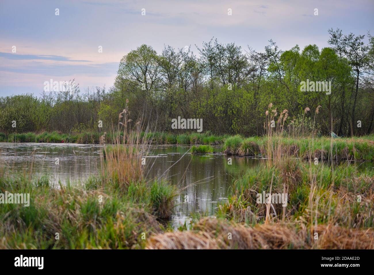 Spring evening landscape with lake, reeds and forest Stock Photo - Alamy