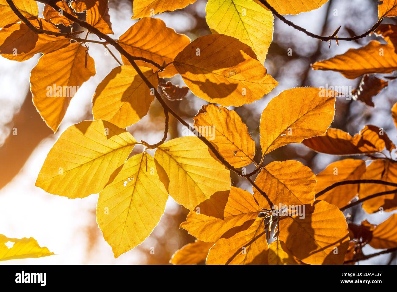 Branch and fall leaves hi-res stock photography and images - Alamy