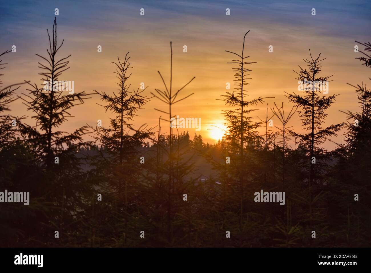 Beautiful sunset among pine hi-res stock photography and images - Alamy
