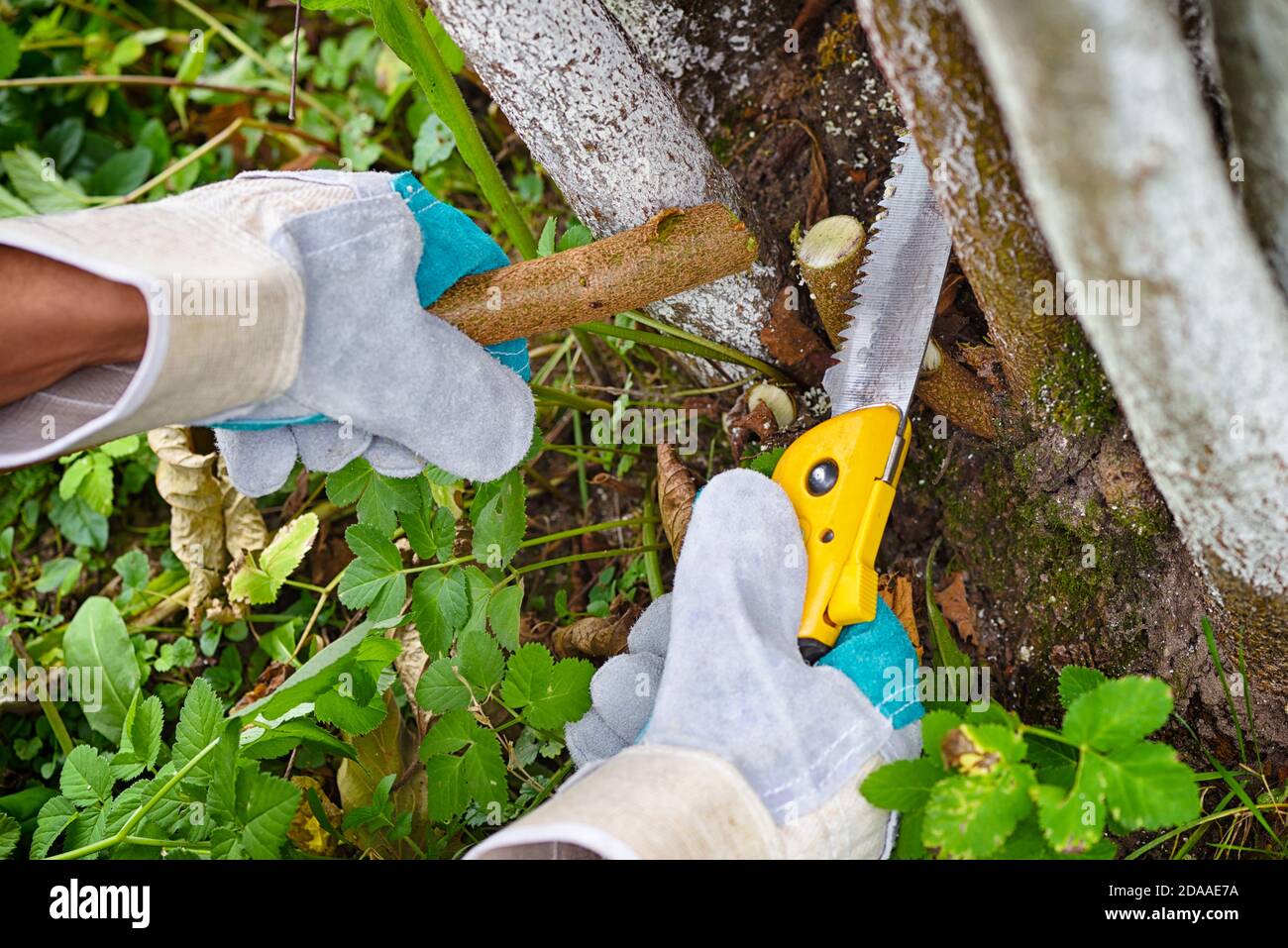 Hands with gloves of gardener doing maintenance work, pruning trees ...
