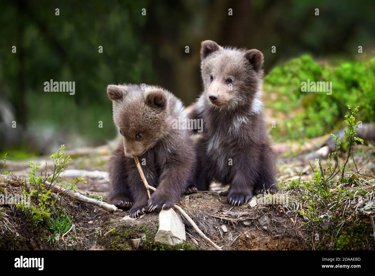 Two little brown bear cub are playing in summer forest Stock Photo - Alamy
