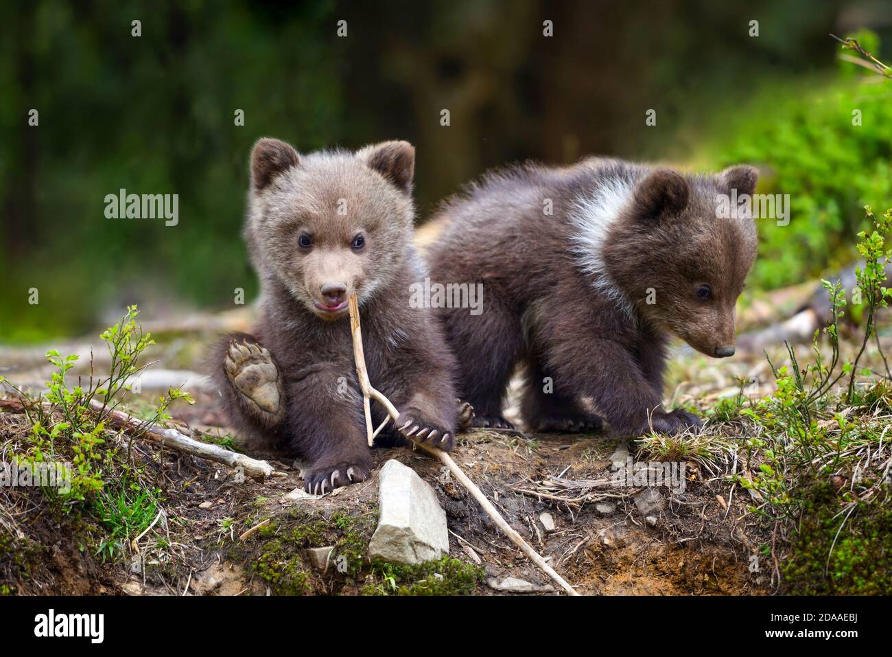 Two little brown bear cub are playing on the edge of the forest Stock ...
