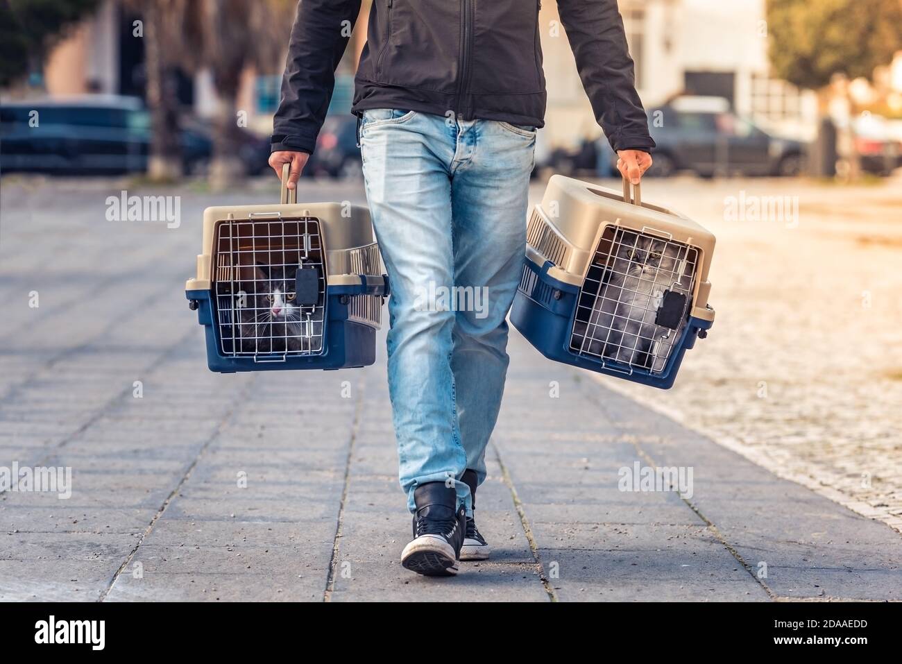 Man carrying his cat's in a special plastic cage or pet travel carrier ...