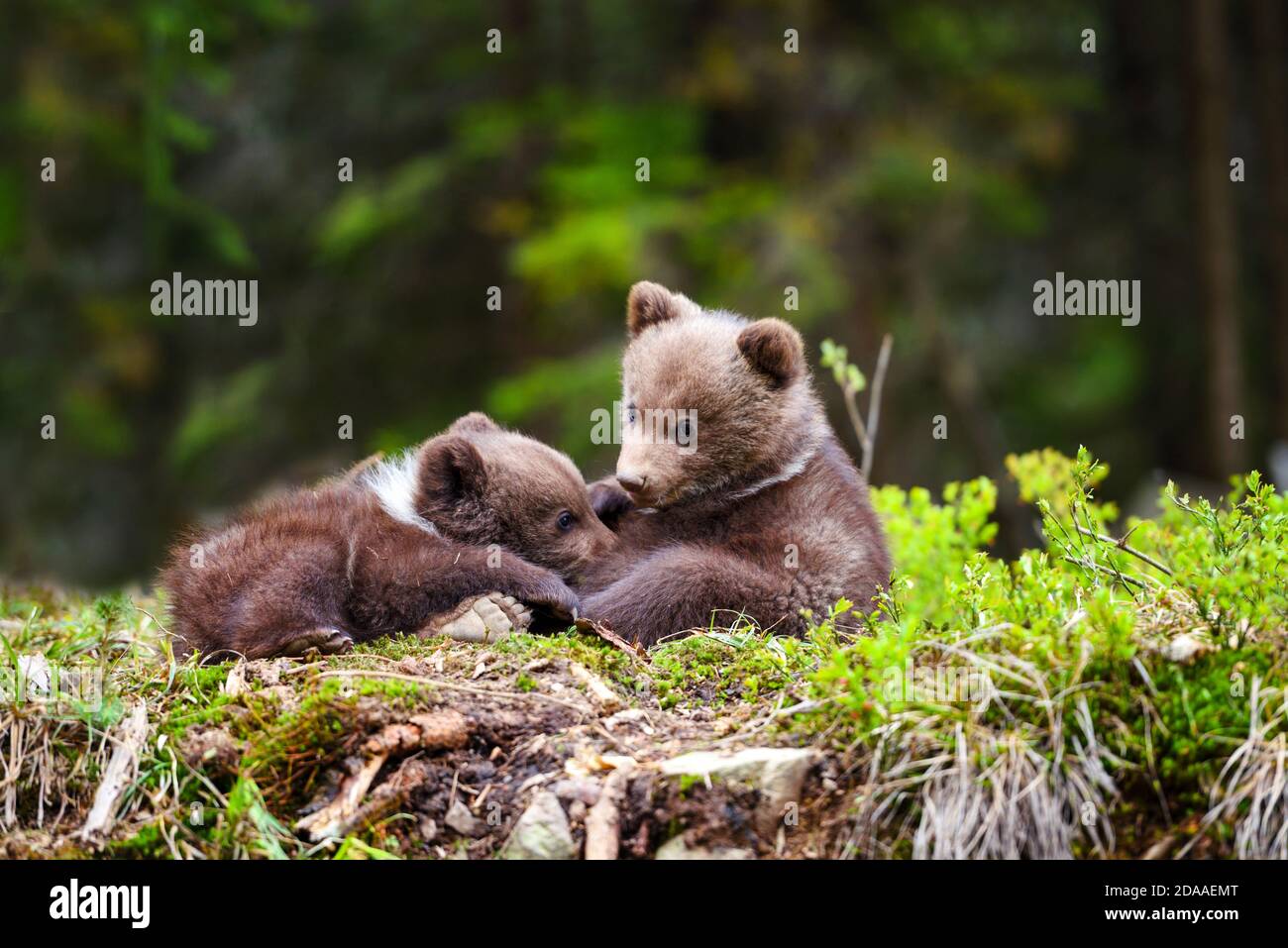 Two little brown bear cub are resting on the edge of the forest Stock ...