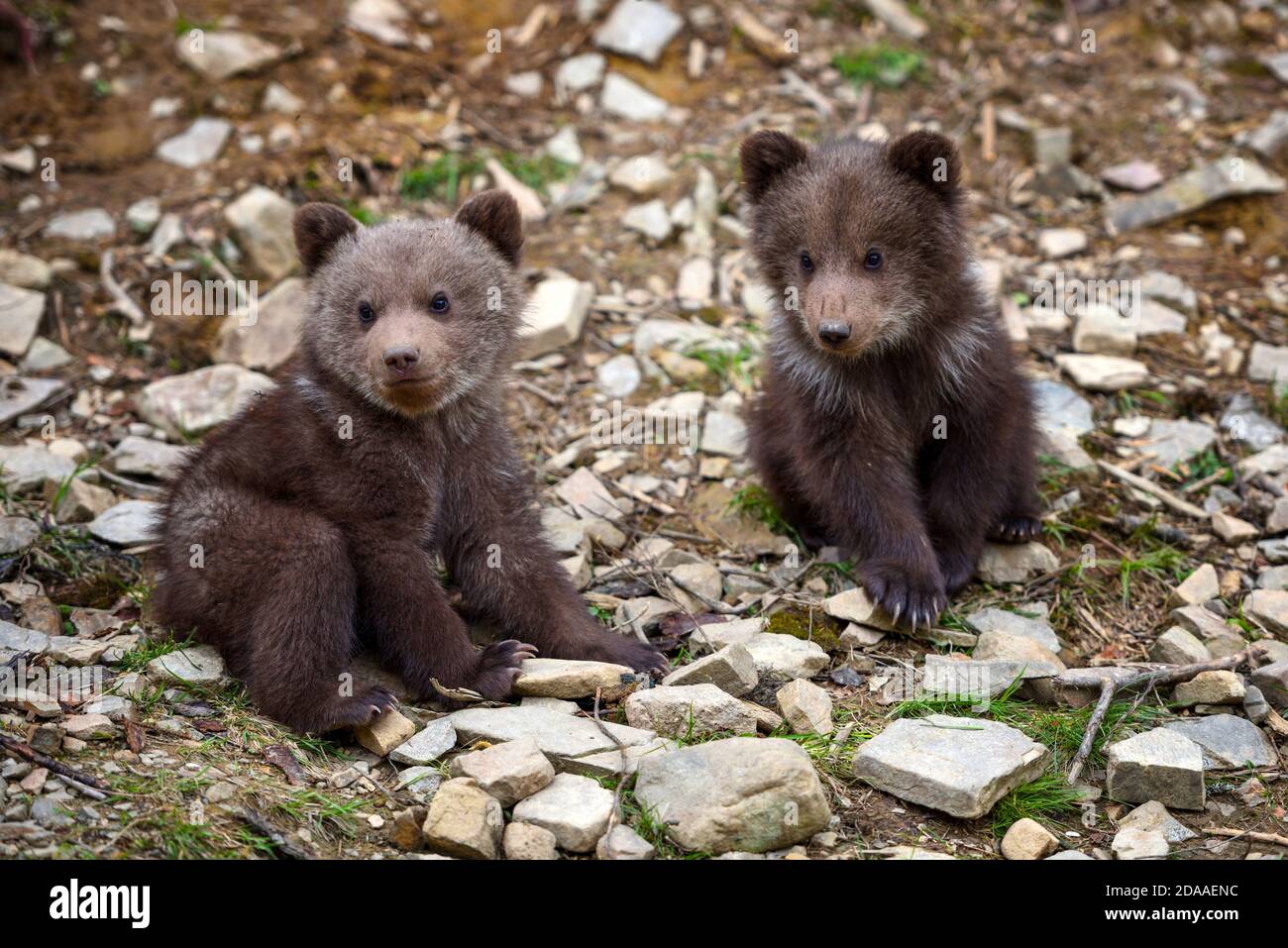 Two little brown bear cub on the edge of the forest Stock Photo - Alamy