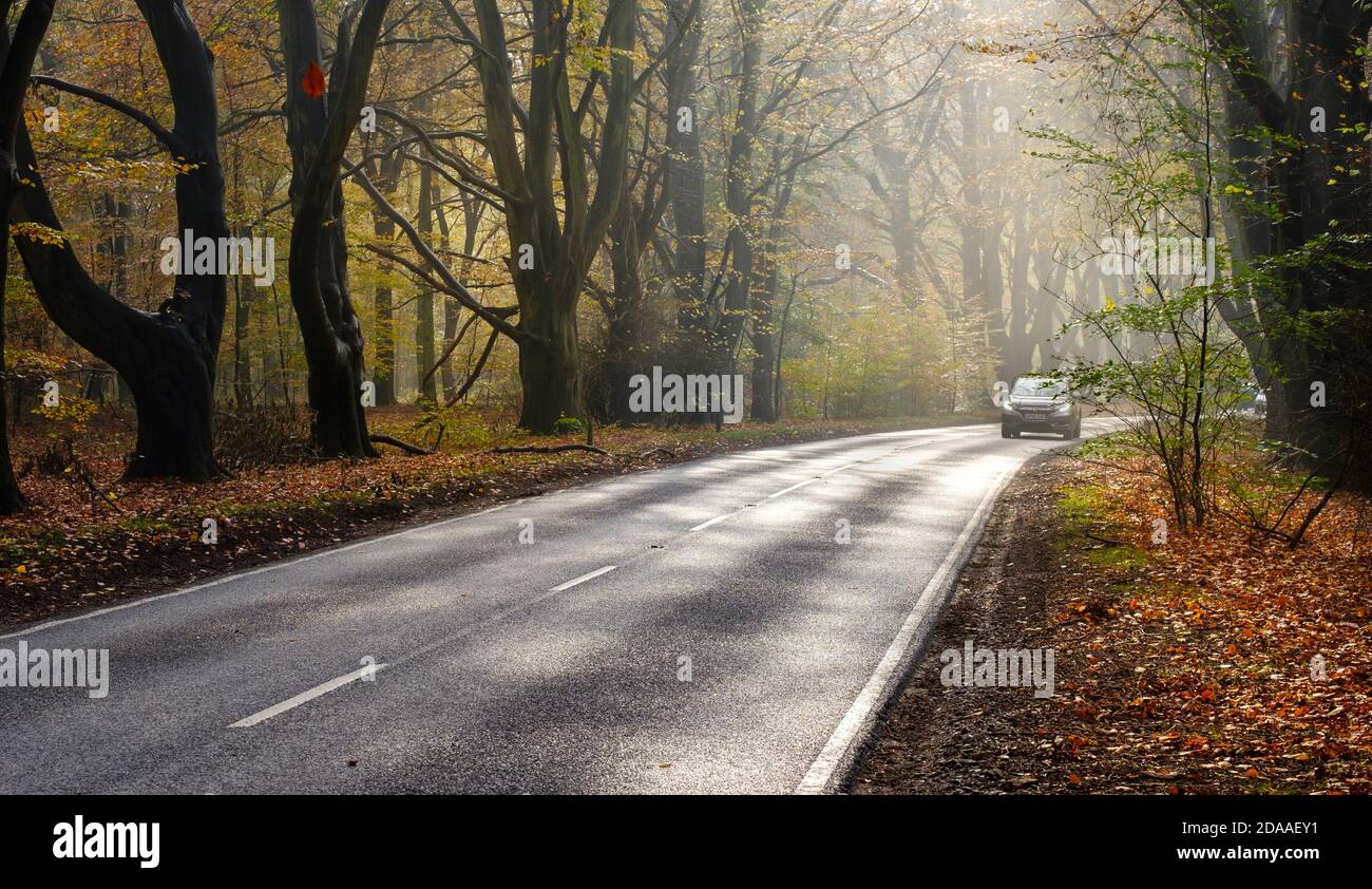 Thetford forest car norfolk hi-res stock photography and images - Alamy