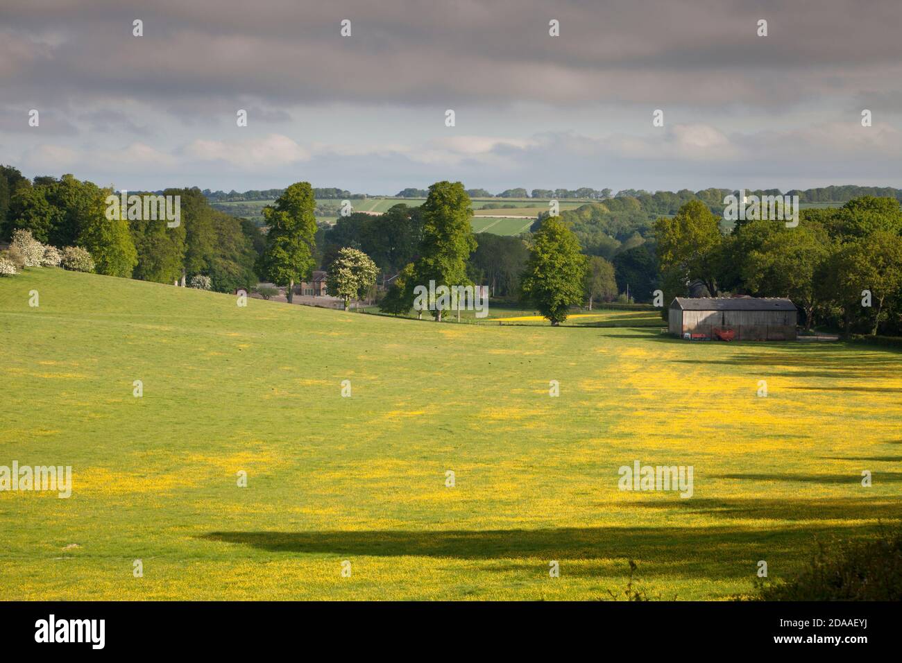 A field of buttercups at Church Bottom, south of the village of Broad ...
