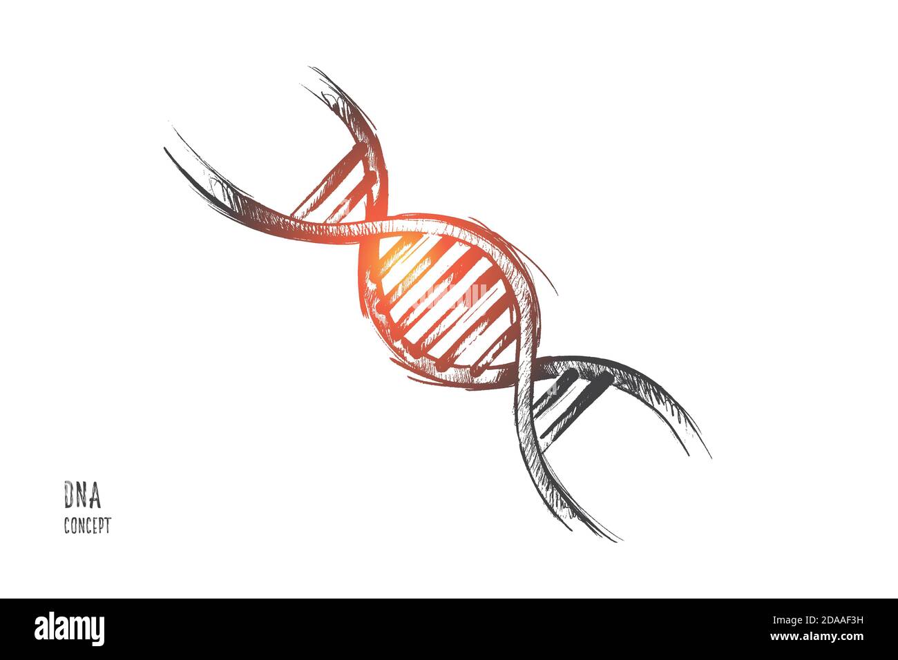 DNA concept. Hand drawn isolated vector Stock Vector Image & Art - Alamy