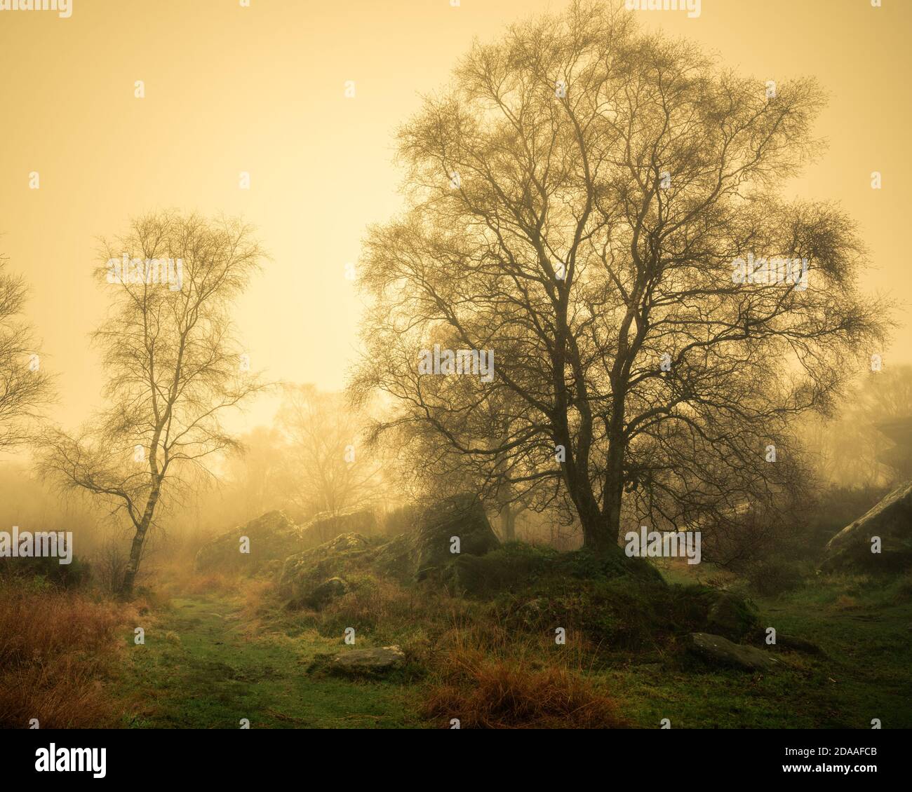 Trees in Mist at Brimahm Rocks, North Yorkshire Stock Photo - Alamy