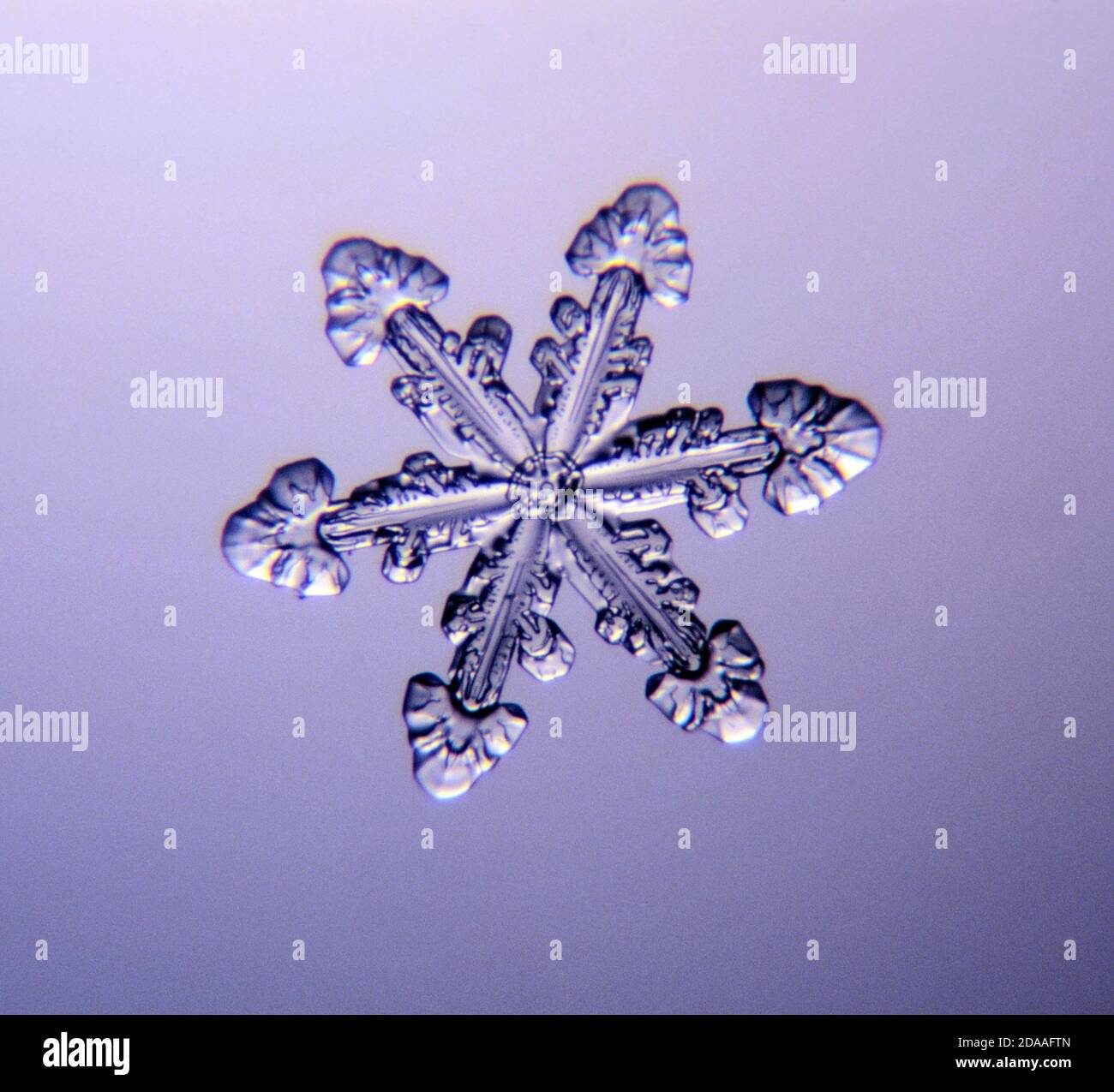 Snow crystal in close-up Stock Photo - Alamy