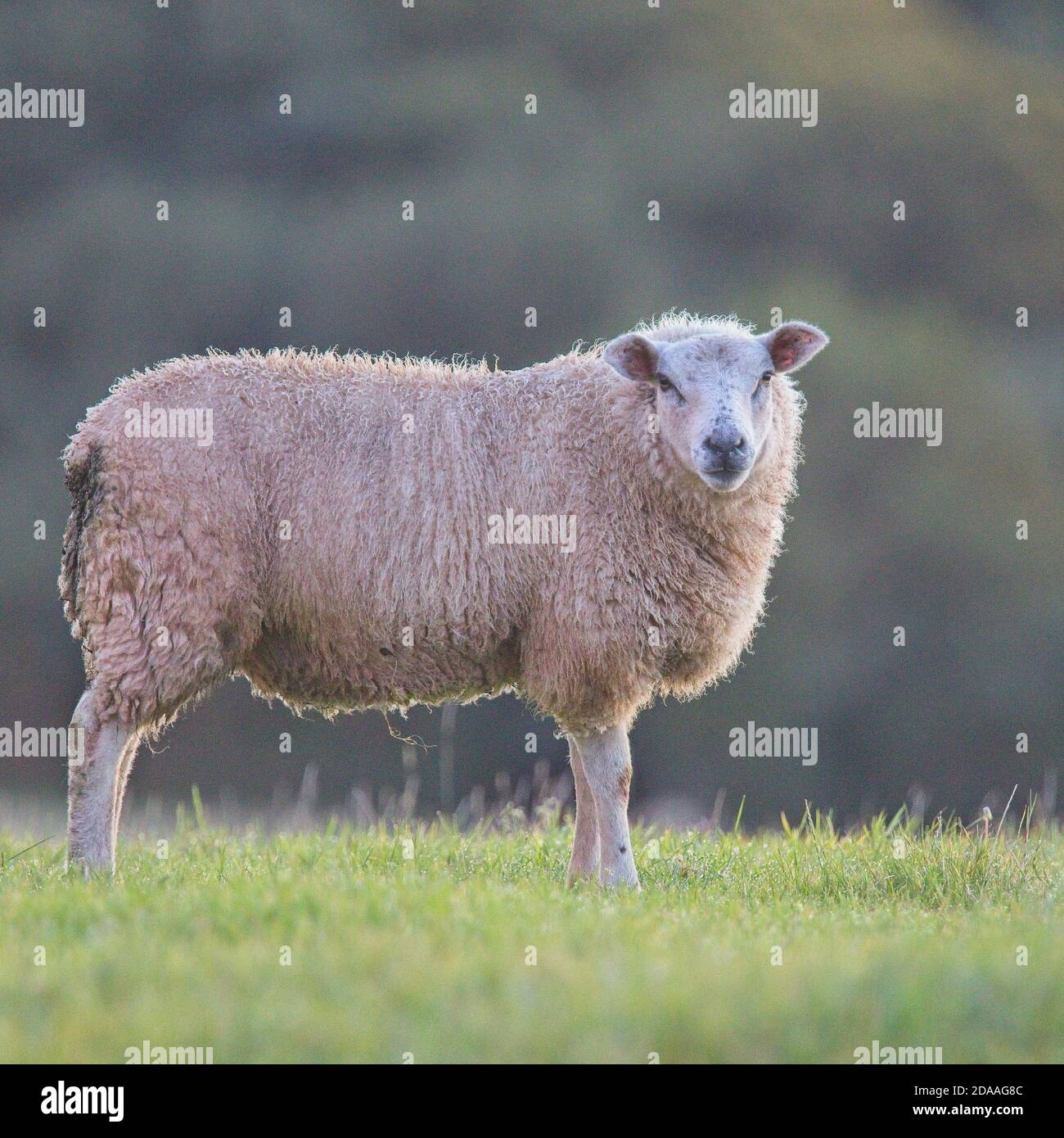 Devon Sheep Farm Nobody High Resolution Stock Photography and Images ...