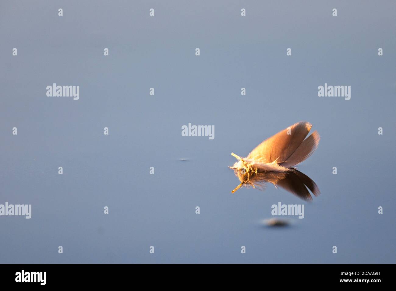 Feather floating hi-res stock photography and images - Alamy