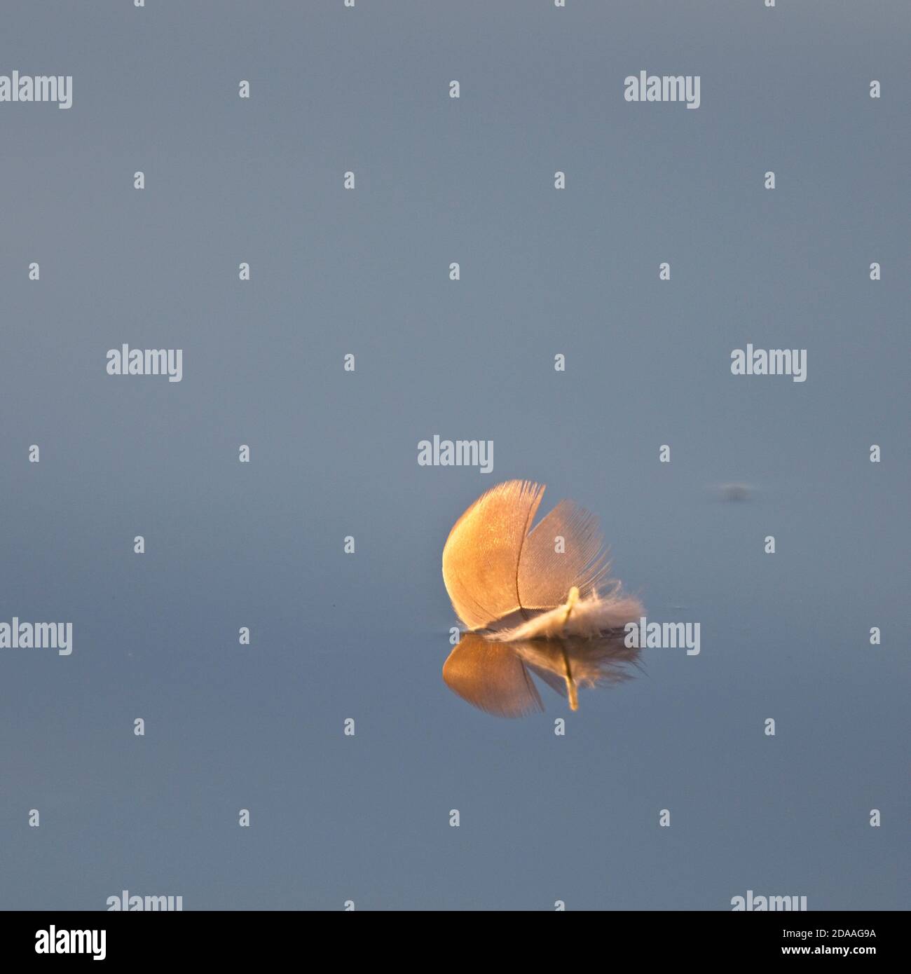 Feather floating on a still lake at dawn, Slapton Ley, Devon, England ...