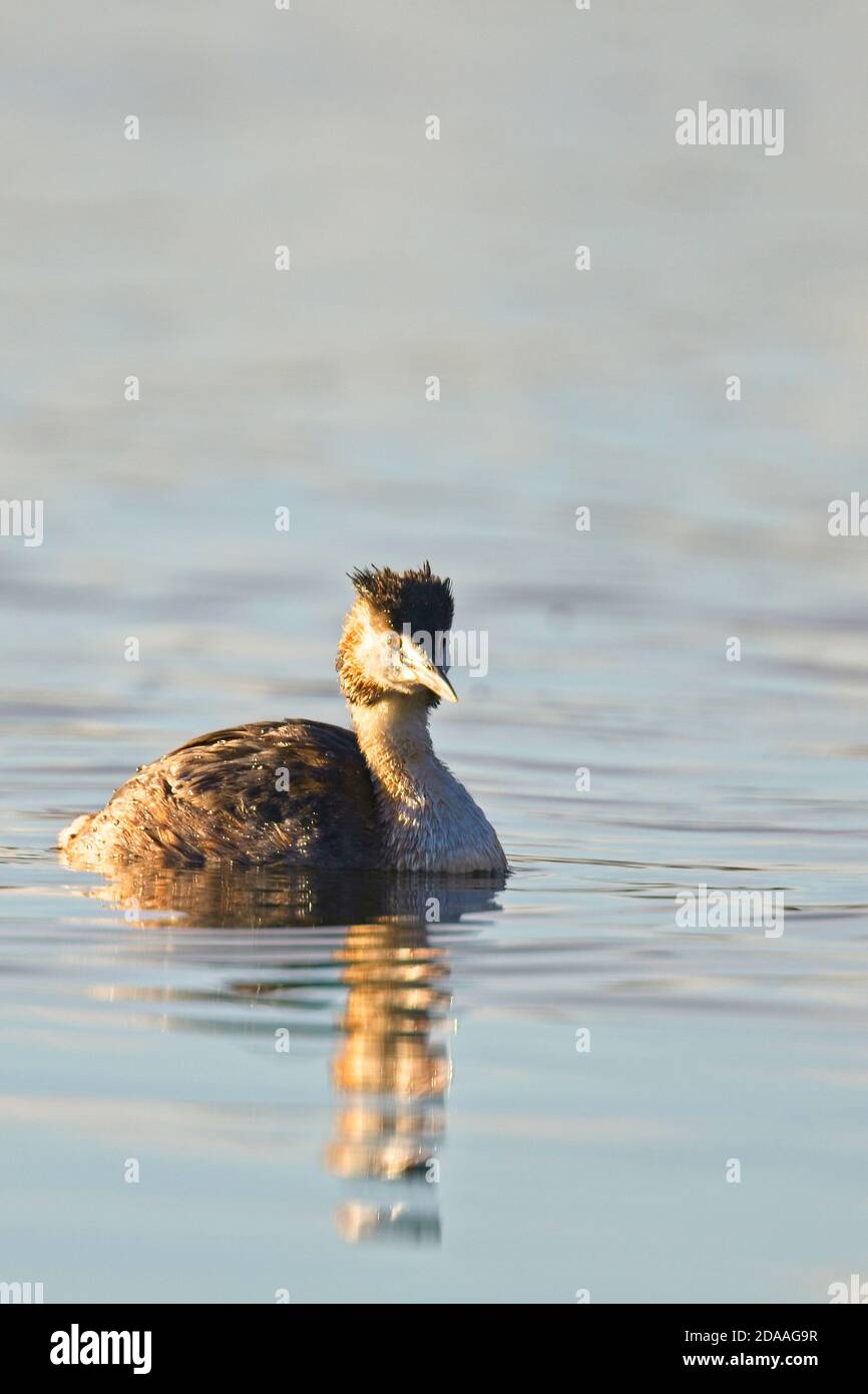 Devon lake swim hi-res stock photography and images - Alamy
