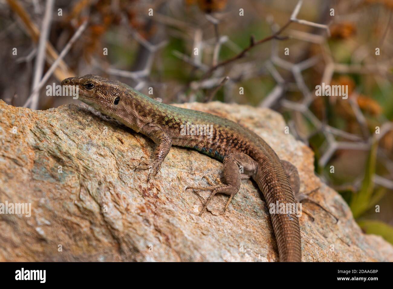 The sand lizard also known as Lacerta agilis sitting on a rock. Close ...