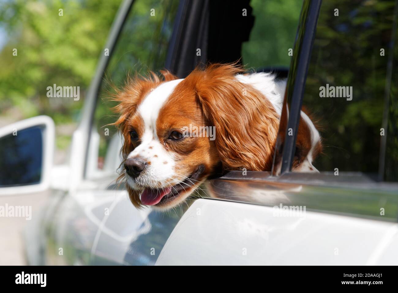 Look out the car window hi-res stock photography and images - Alamy
