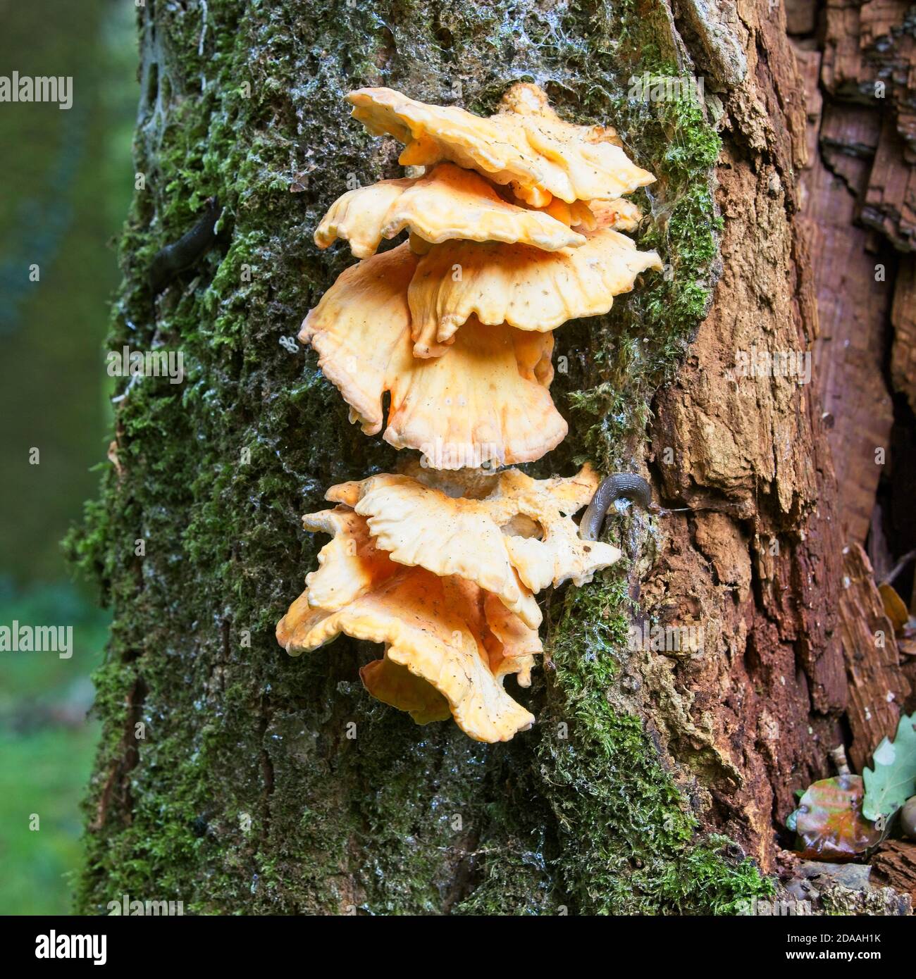 A bracket fungus fruiting from a dying tree trunk, Devon, England, UK ...