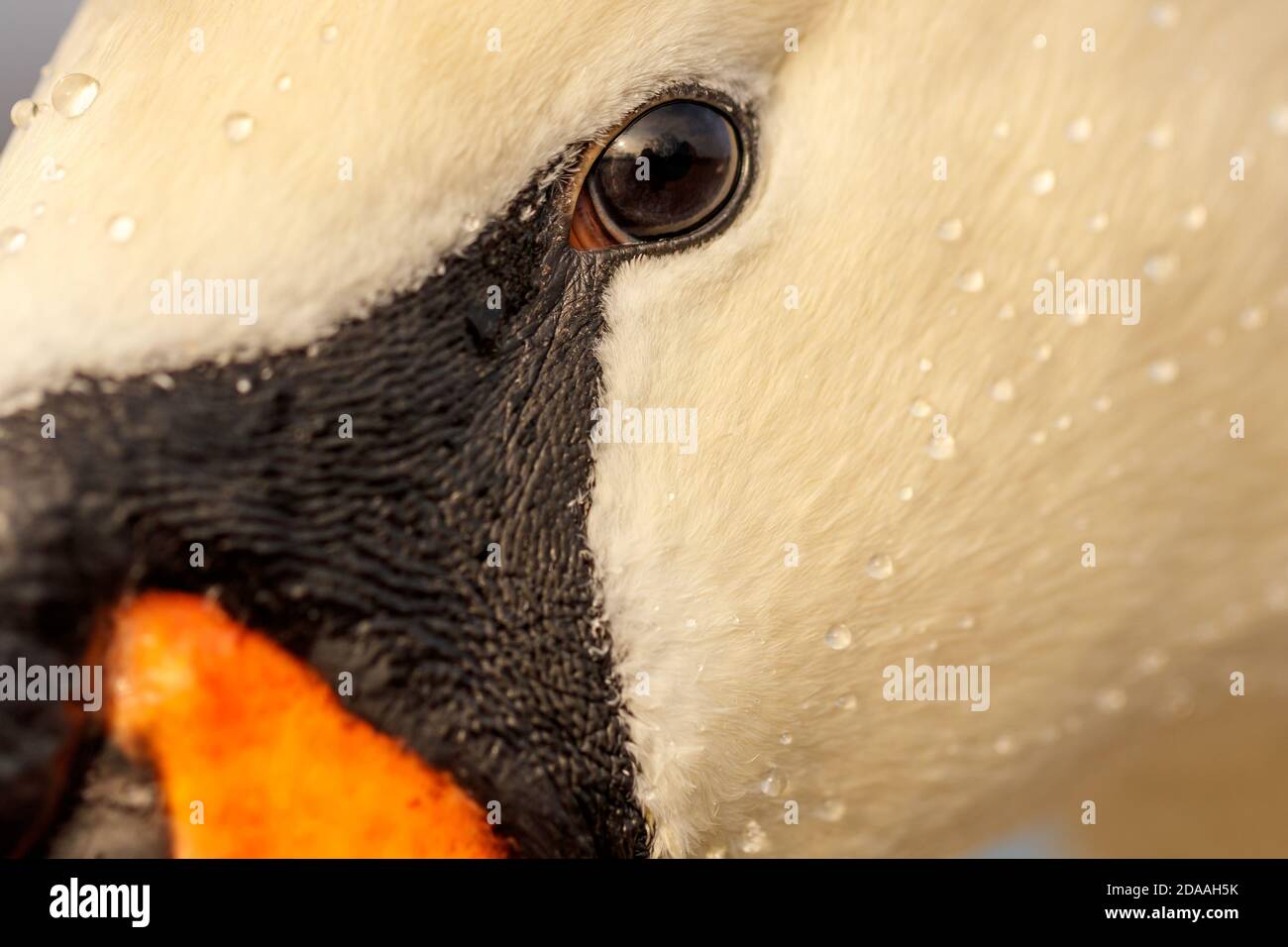 Swan family at lake hallstatt hi-res stock photography and images - Alamy