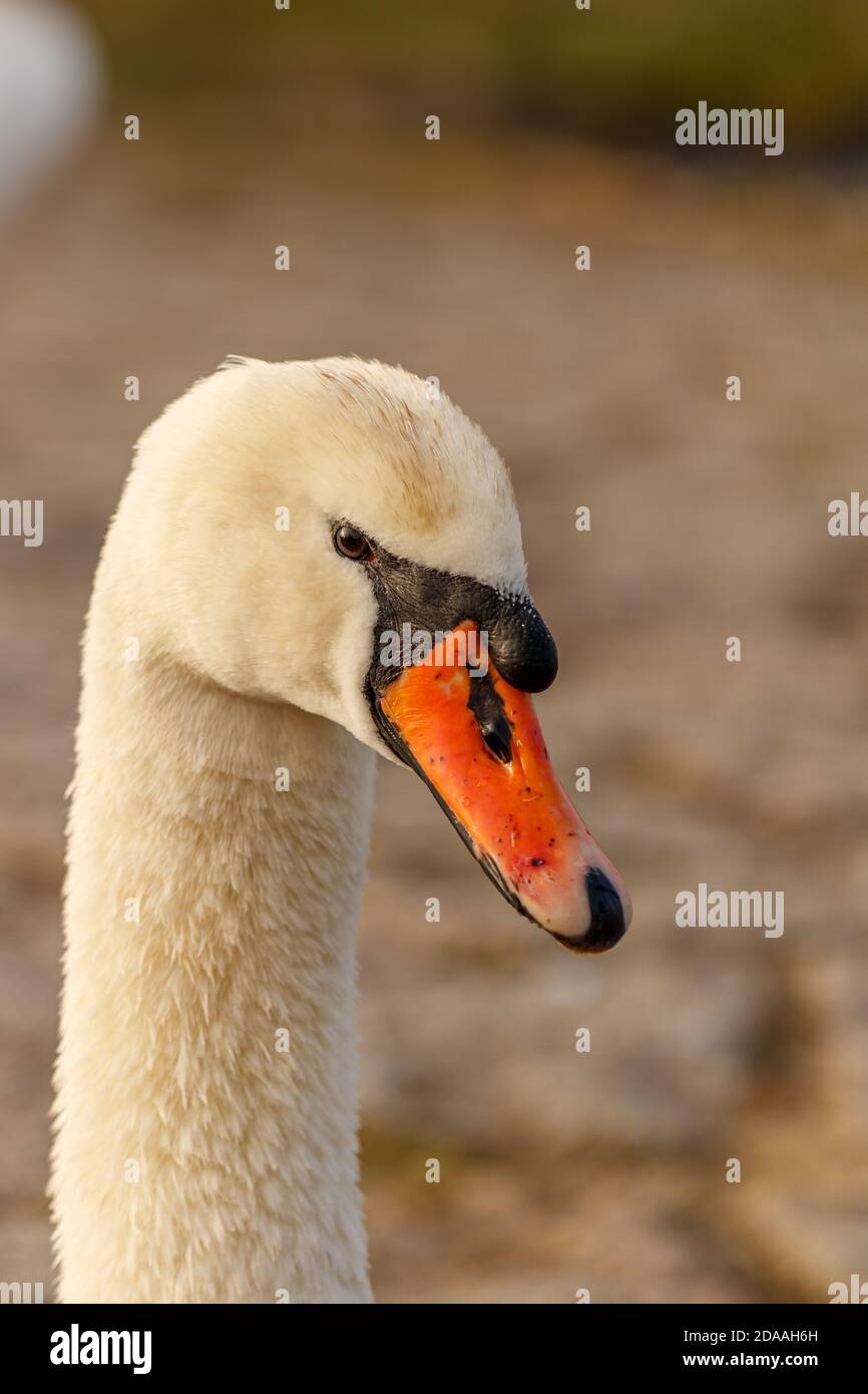 Evil swan hi-res stock photography and images - Alamy
