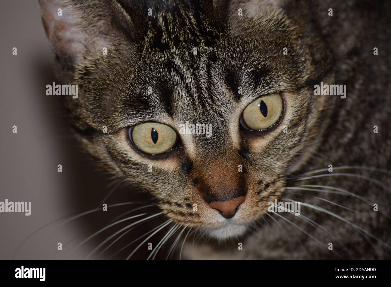 Beautiful tiger cat Stock Photo - Alamy