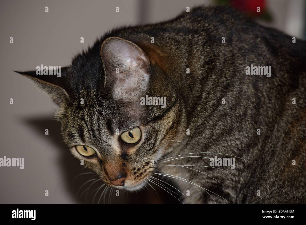 Beautiful tiger cat Stock Photo - Alamy