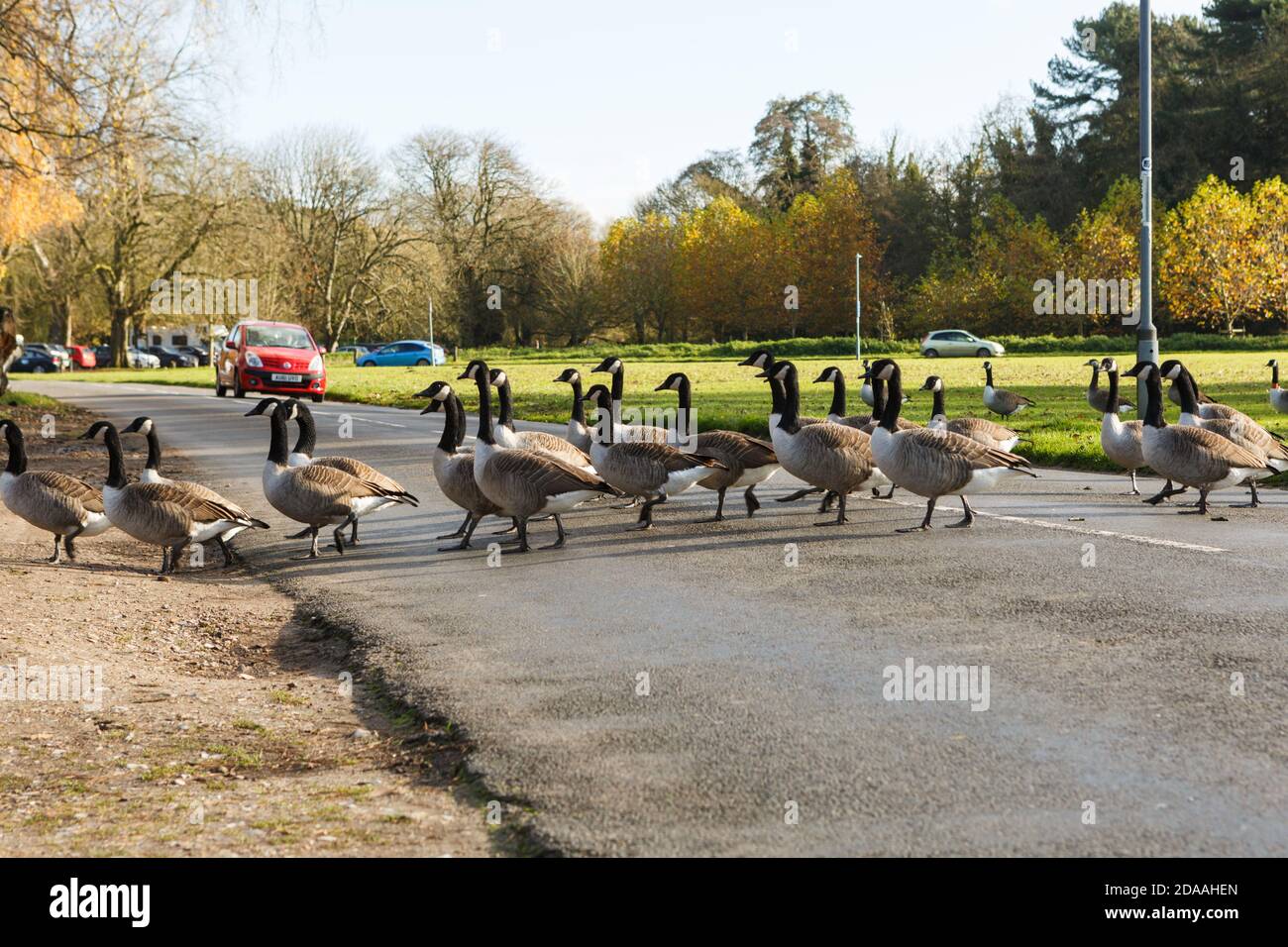 Canada Geese crossing a busy road to a river, UK. unsharpened Stock ...