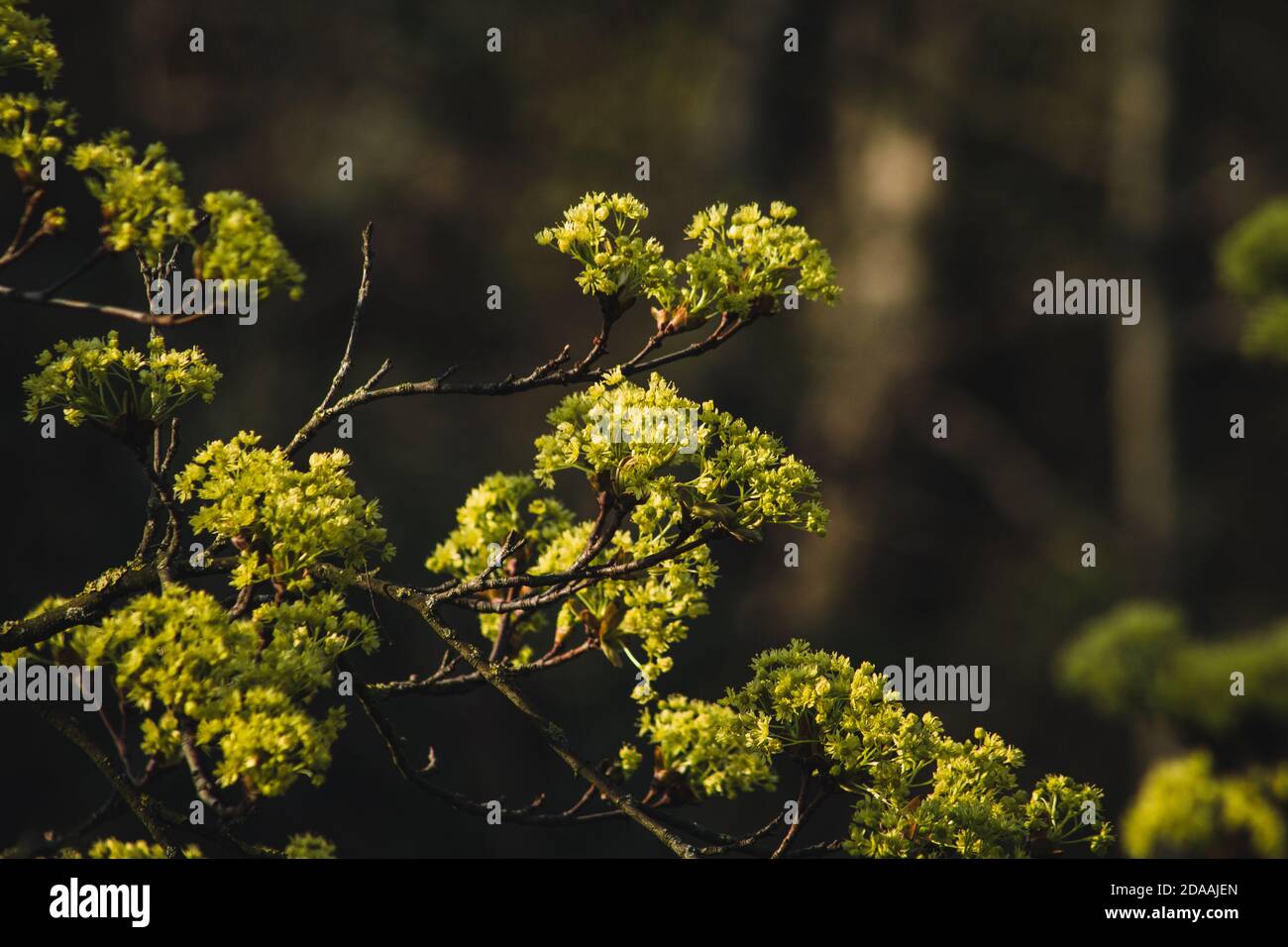 Spring flowers. Beautiful green blossoms on tree. Floral background ...