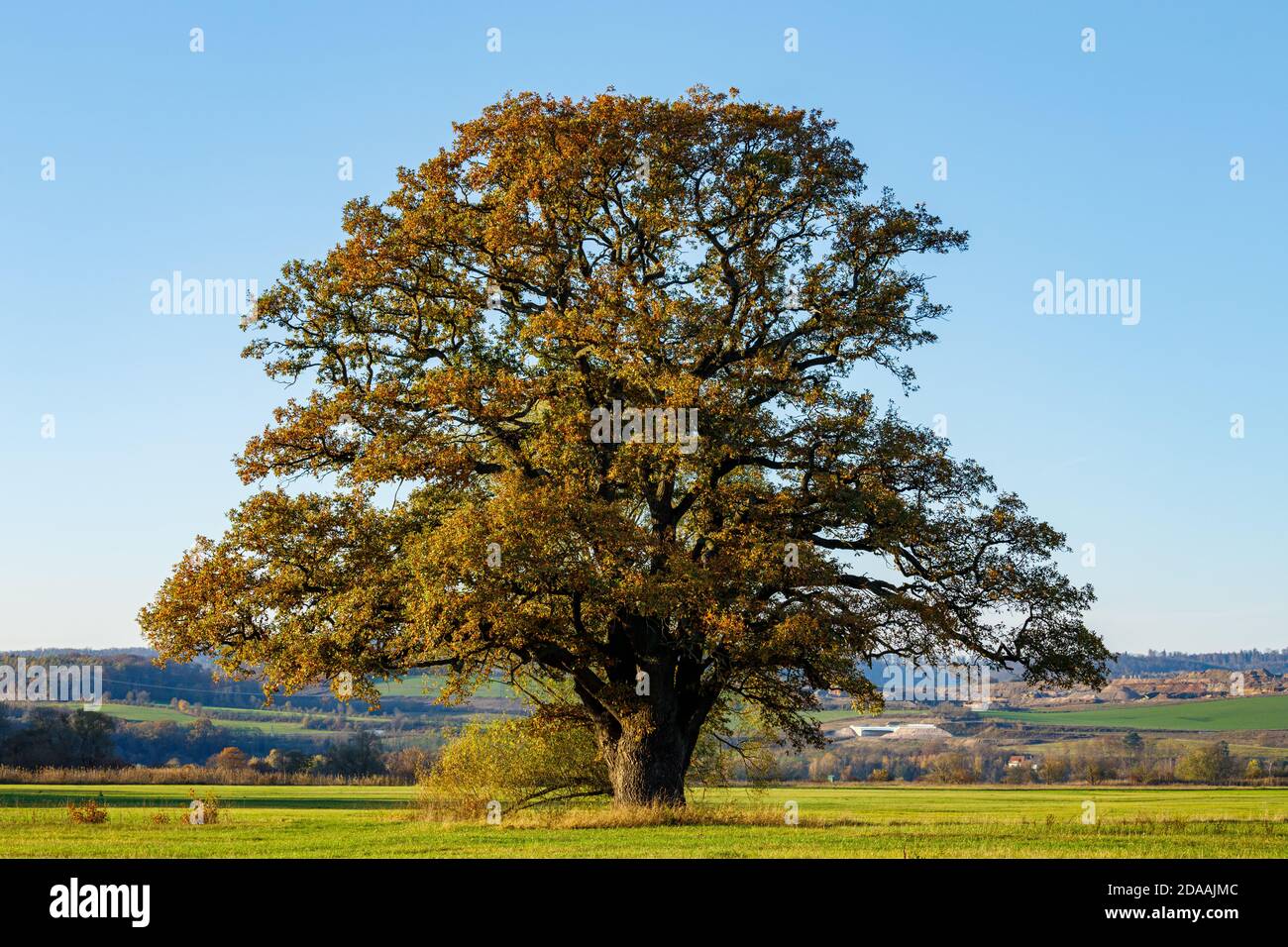 Old oak leaf hi-res stock photography and images - Alamy