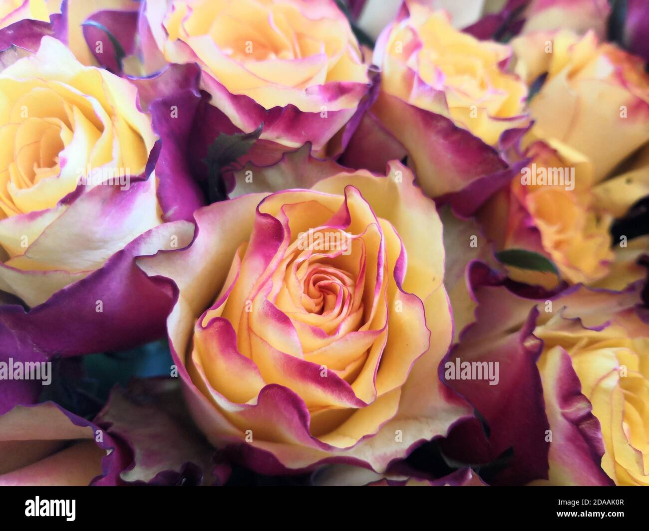 Closeup shot of yellow roses Stock Photo - Alamy