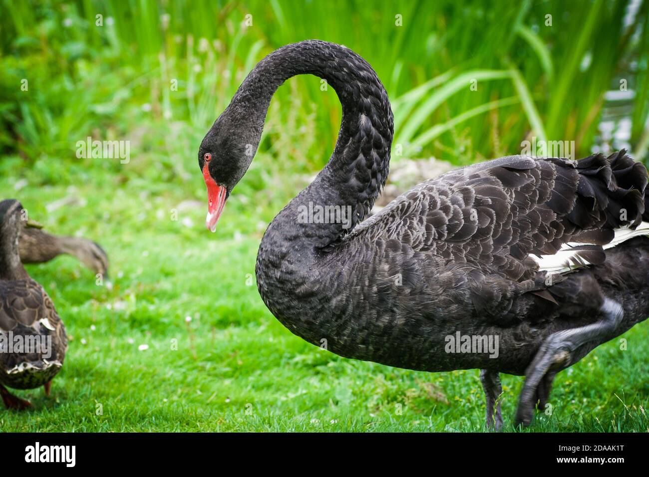 Black swan other water hi-res stock photography and images - Alamy
