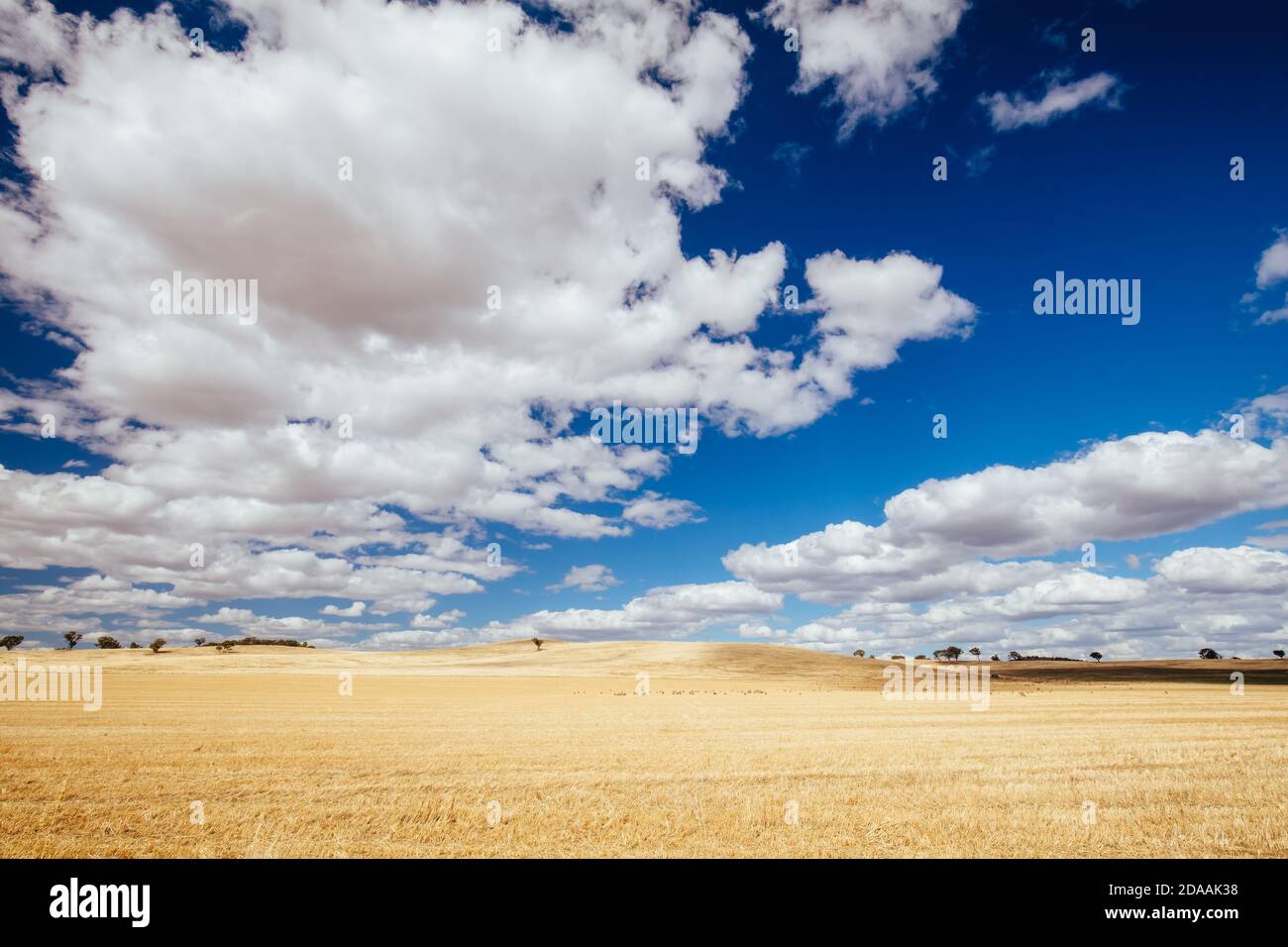 Wheat Fields in Moolort Plains in Australia Stock Photo - Alamy