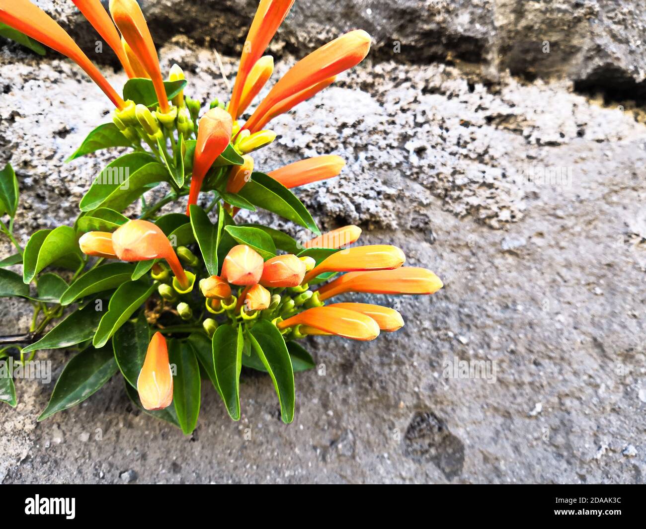 Closeup shot of beautiful flowers in the garden Stock Photo - Alamy