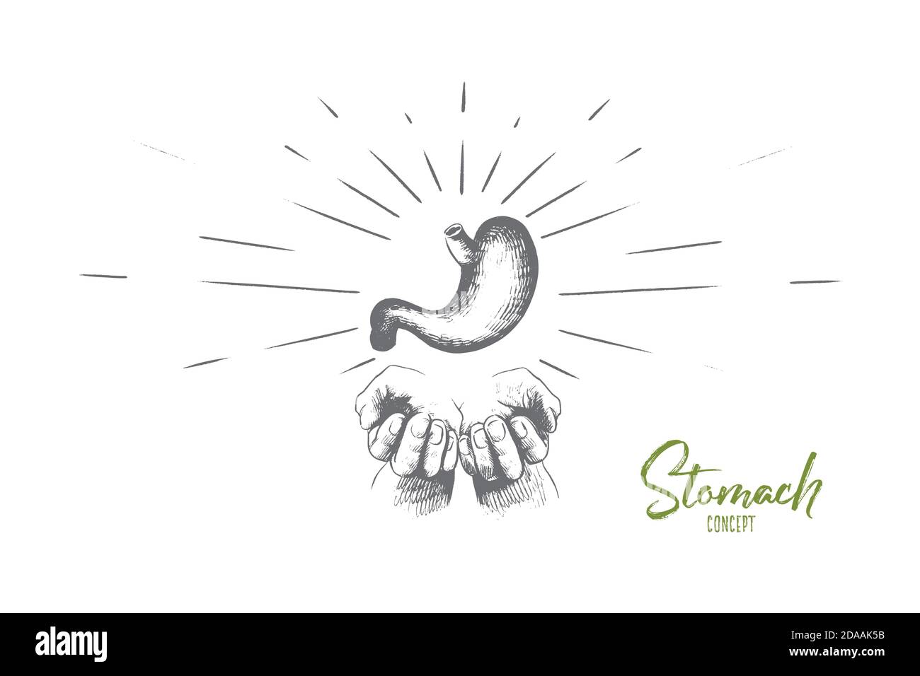 Stomach concept. Hand drawn isolated vector Stock Vector Image & Art ...