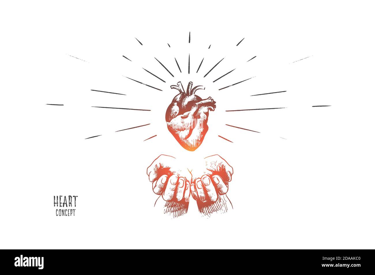 Heart concept. Hand drawn isolated vector Stock Vector Image & Art - Alamy