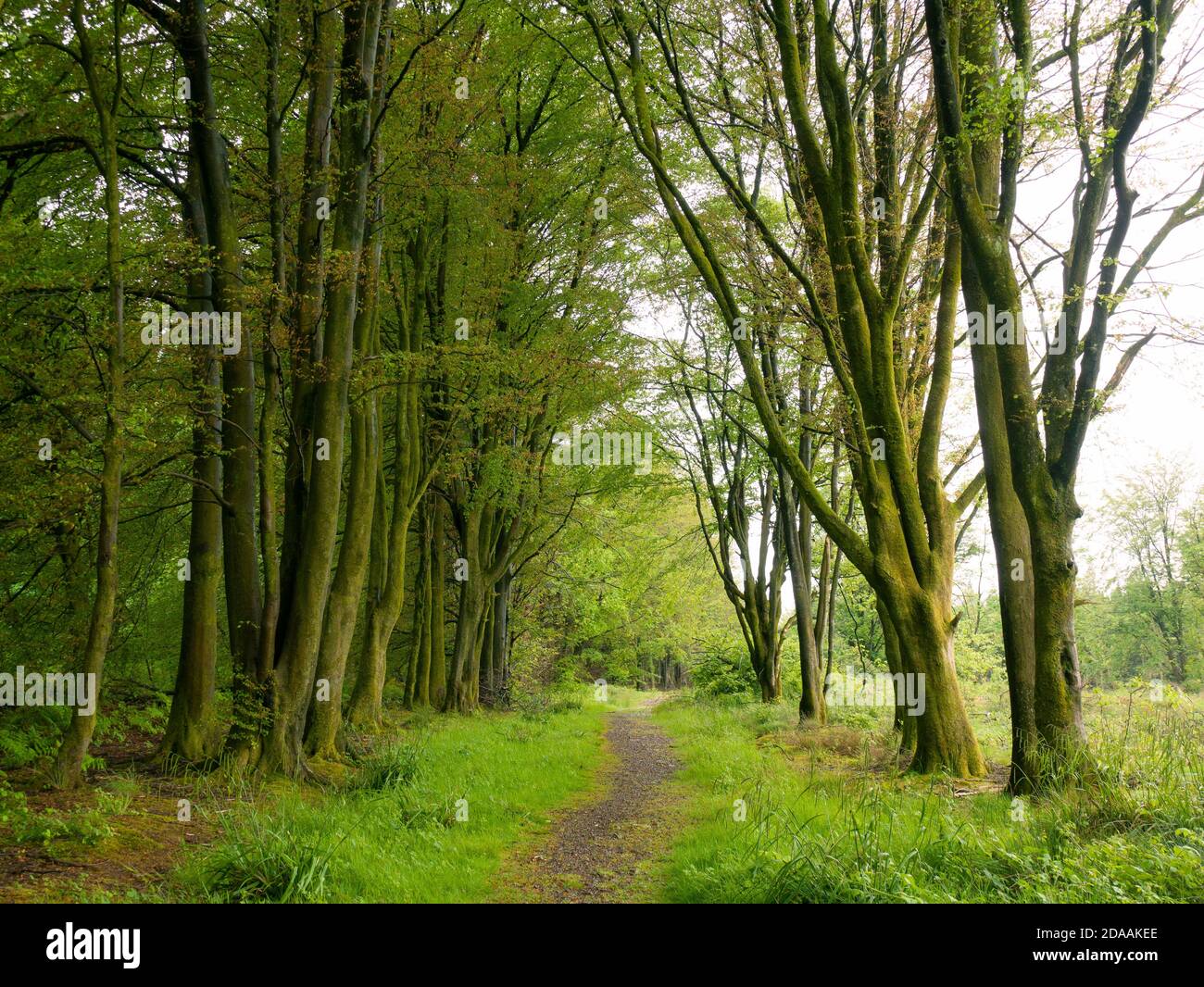 An avenue of common beech trees in Stockhill Wood in early summer in ...