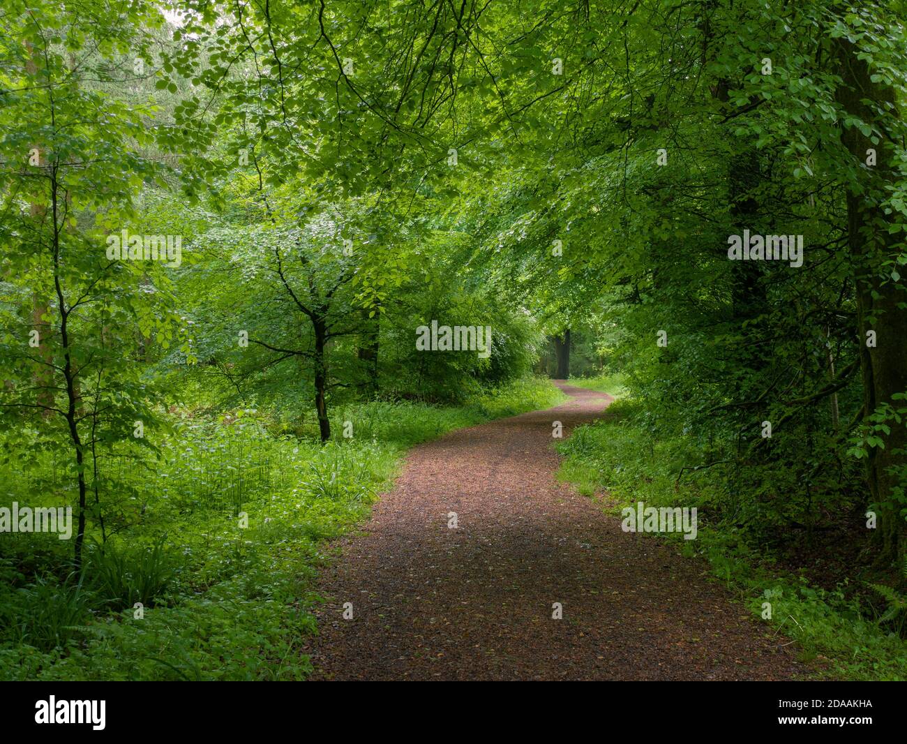 Beech tree in early summer hi-res stock photography and images - Alamy
