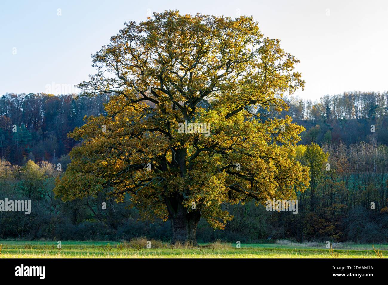 Old oak in autumn leaves hi-res stock photography and images - Alamy
