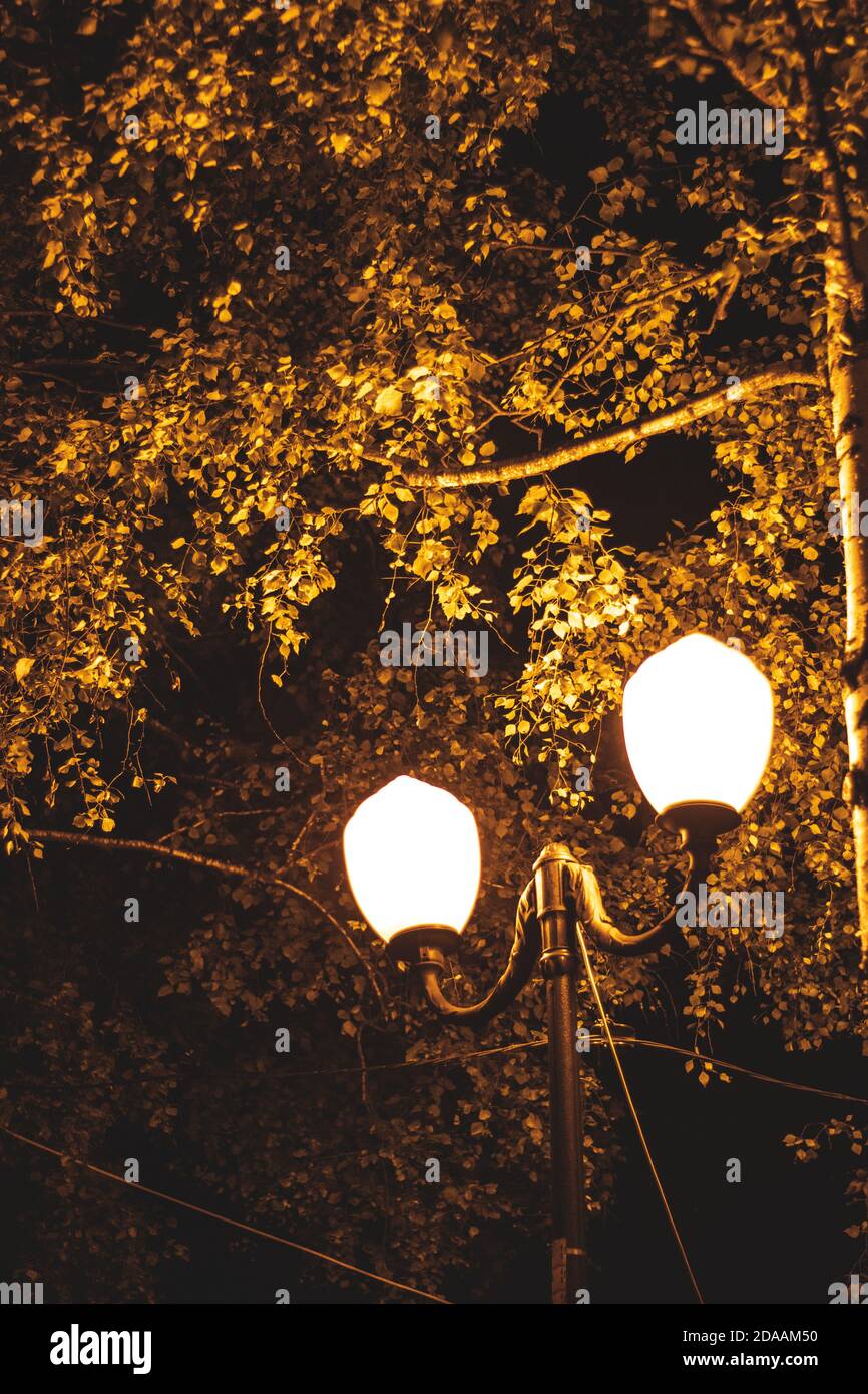 Street lamp birch tree, golden light at night Stock Photo - Alamy
