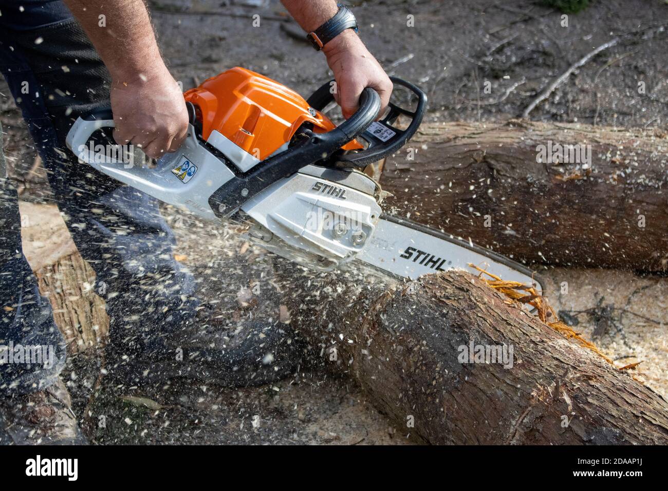 A close up of a chain saw in action, with sawdust spurting out of the ...