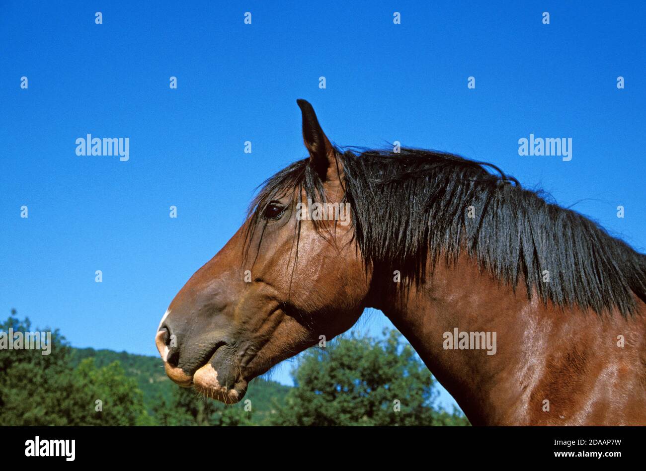 COB NORMAND HORSE, PORTRAIT OF ADULT Stock Photo - Alamy