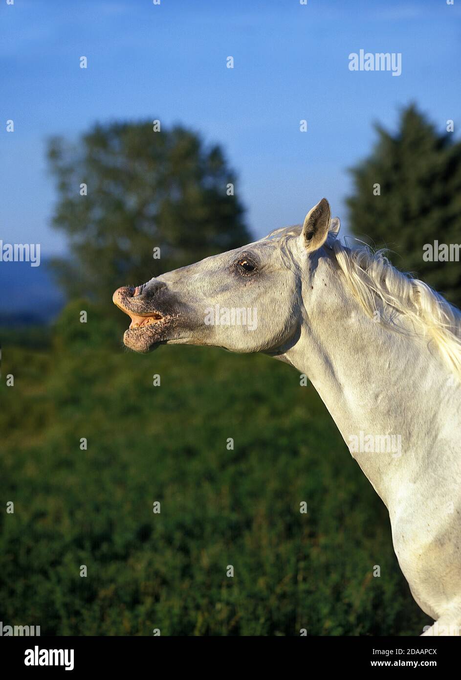 Flehming horse hi-res stock photography and images - Alamy