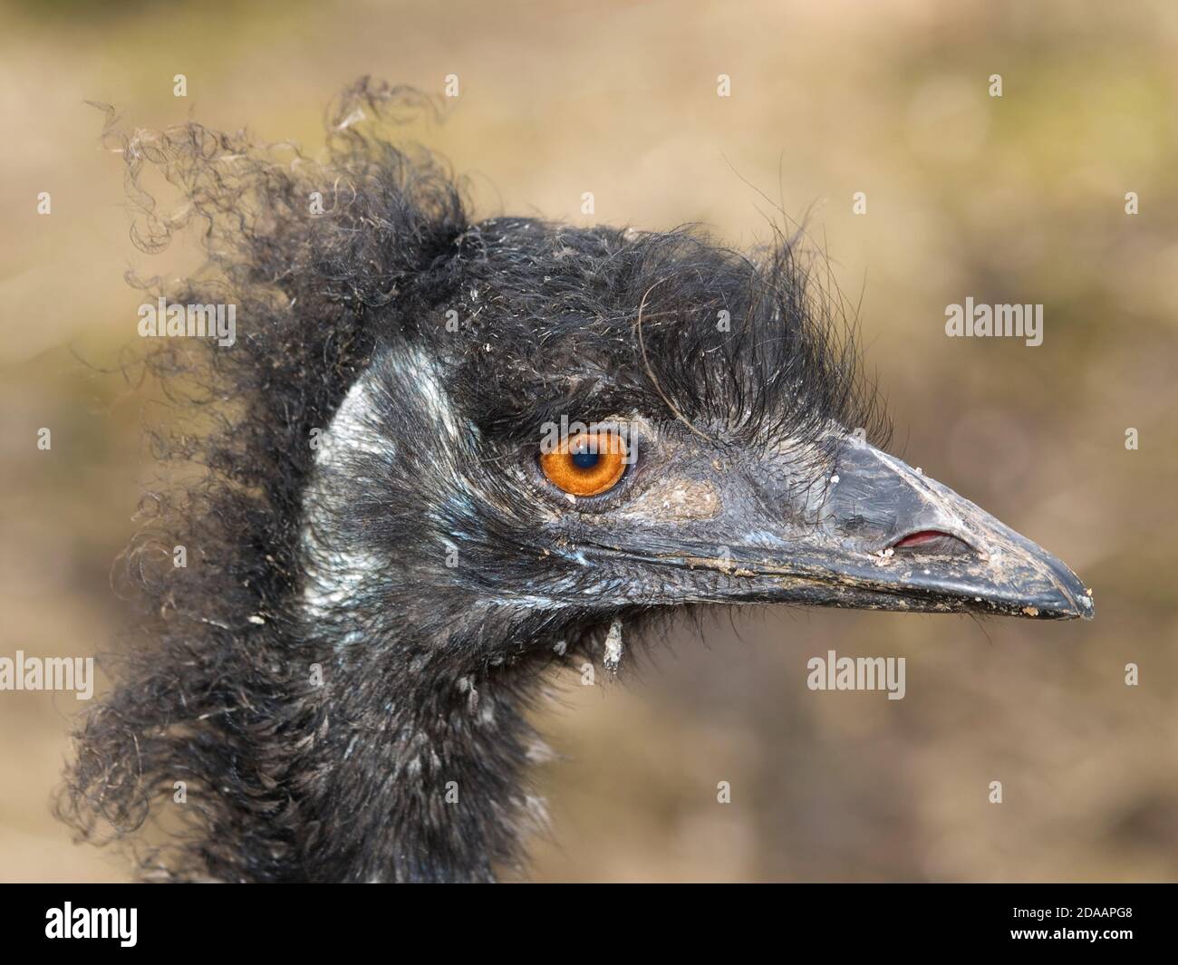 Detail of head of emu ostrich Stock Photo - Alamy