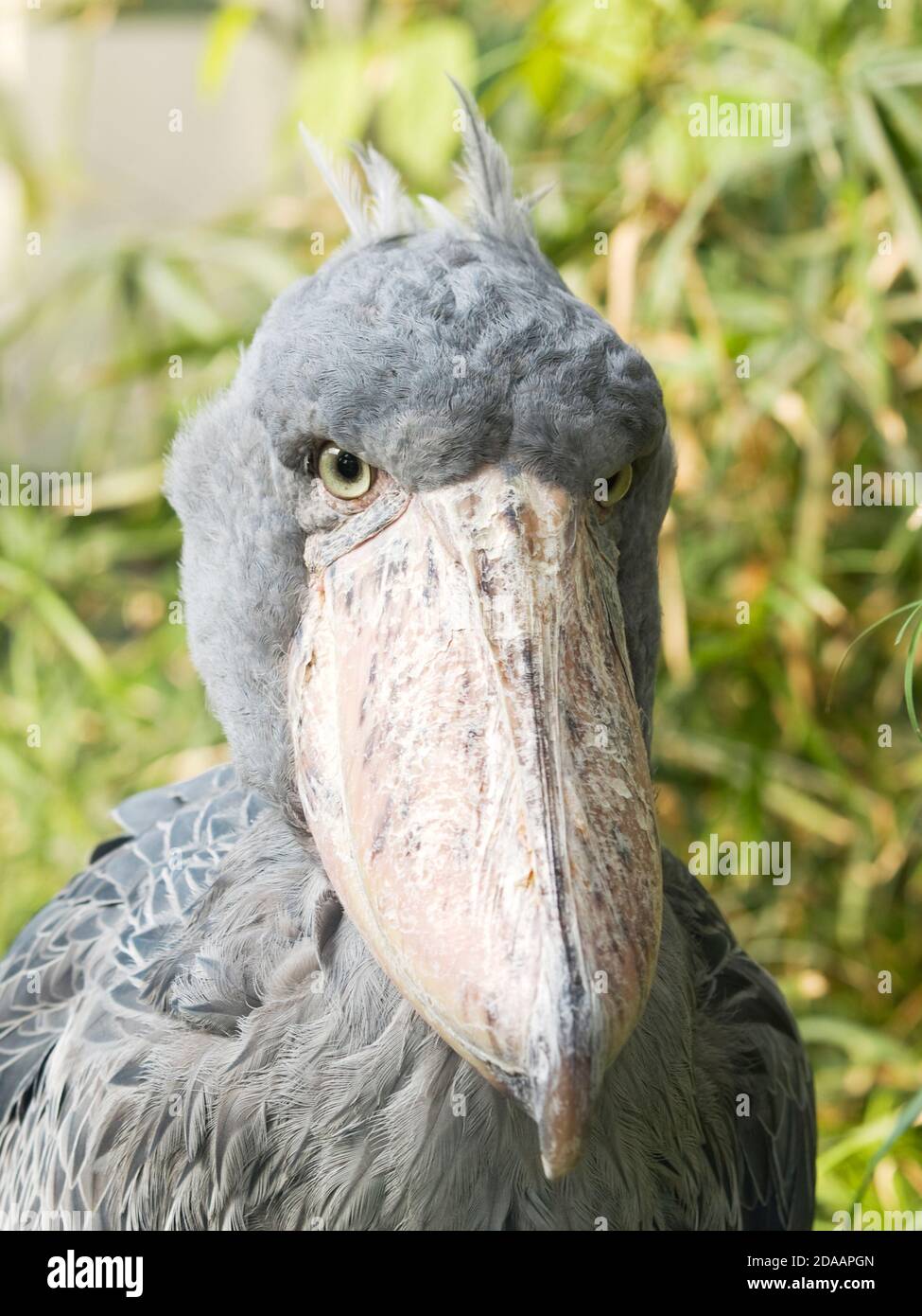 Portrait of unique shoebill bird Stock Photo - Alamy