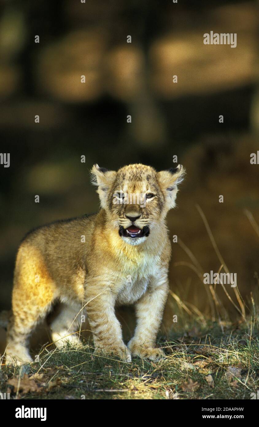 AFRICAN LION panthera leo, CUB STANDING ON GRASS Stock Photo - Alamy