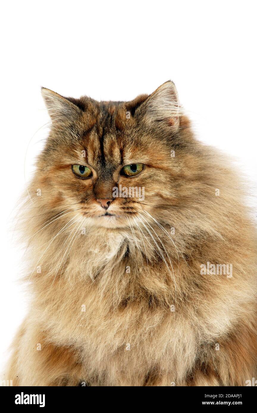 TORTOISESHELL PERSIAN CAT, PORTRAIT OF ADULT AGAINST WHITE BACKGROUND ...