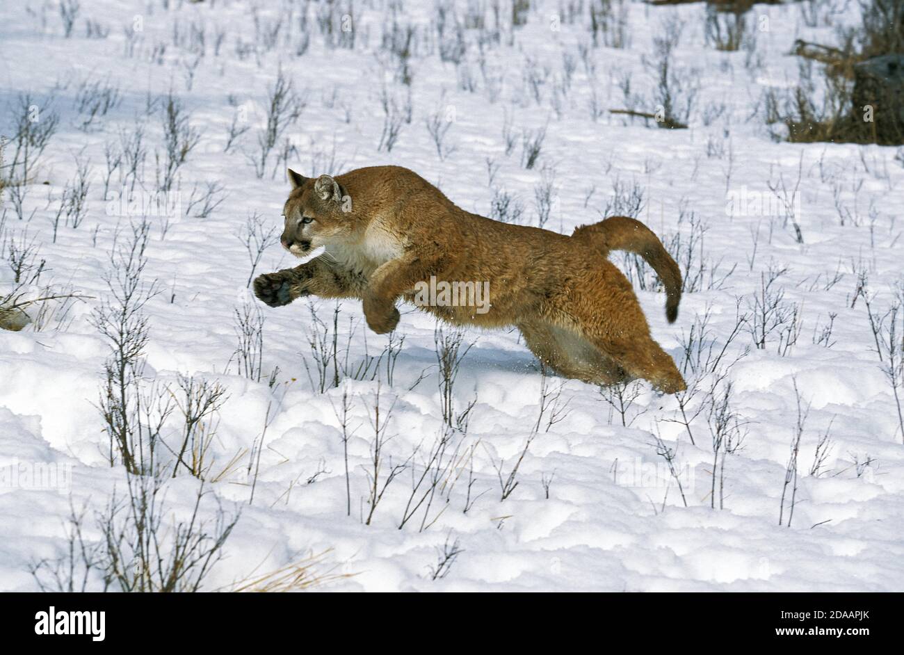 COUGAR puma concolor, ADULT RUNNING THROUGH SNOW, MONTANA Stock Photo ...