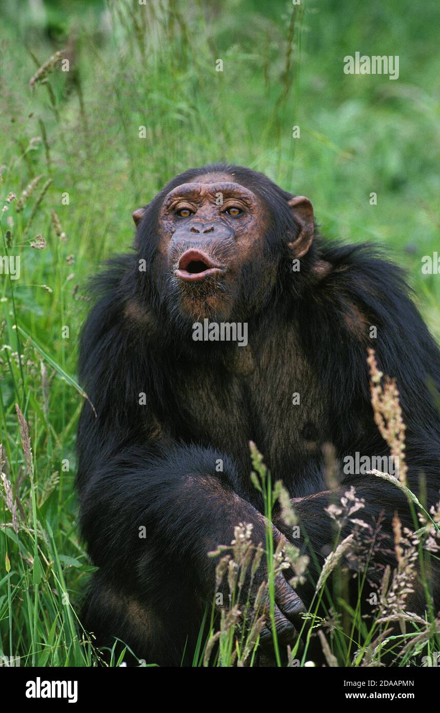 Chimpanzee crying hi-res stock photography and images - Alamy