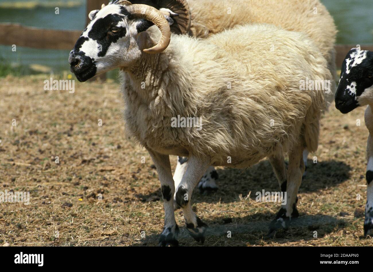SCOTTISH BLACK FACE SHEEP, EWE Stock Photo - Alamy