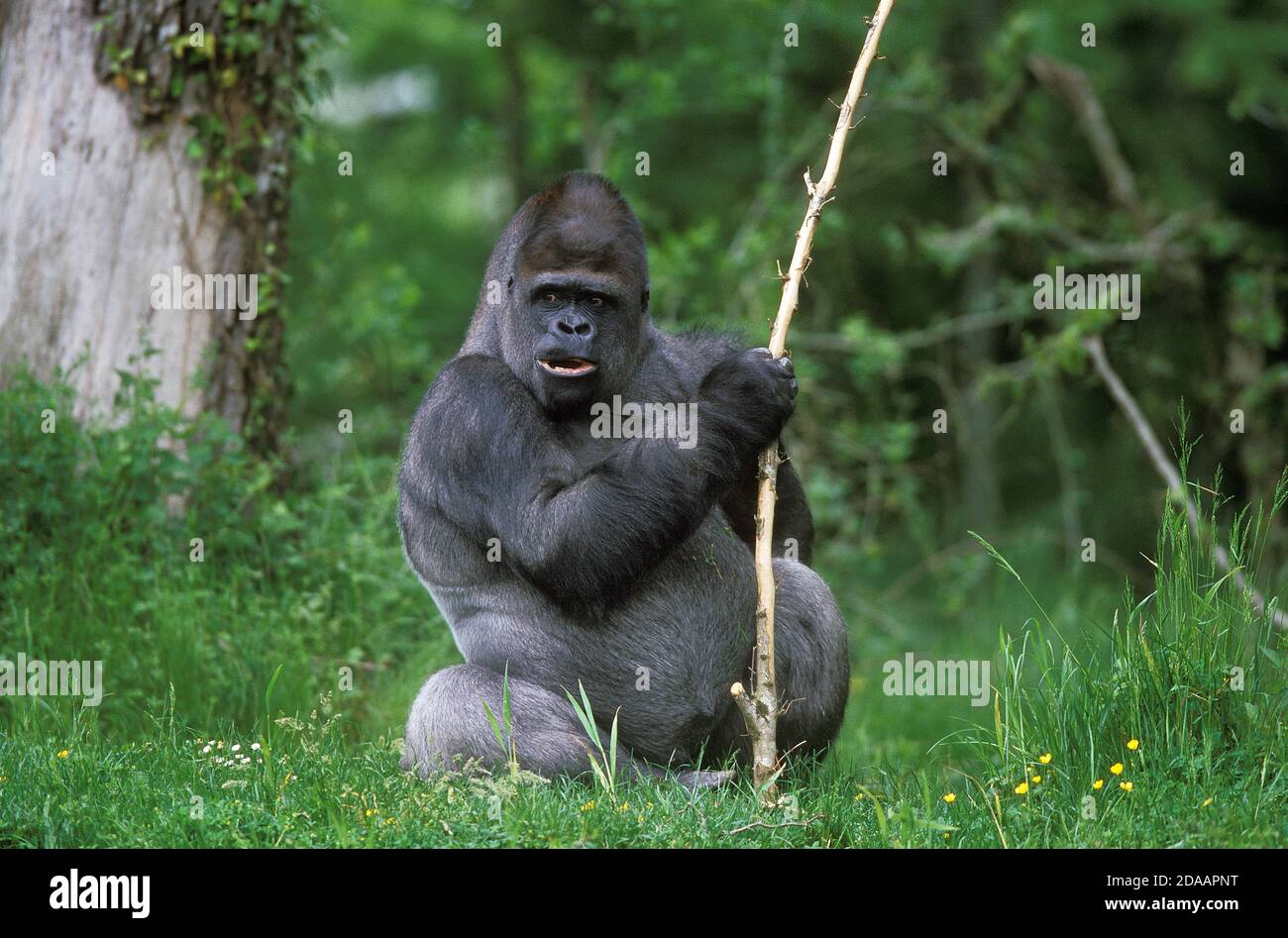 Gorilla sitting on branch hi-res stock photography and images - Alamy