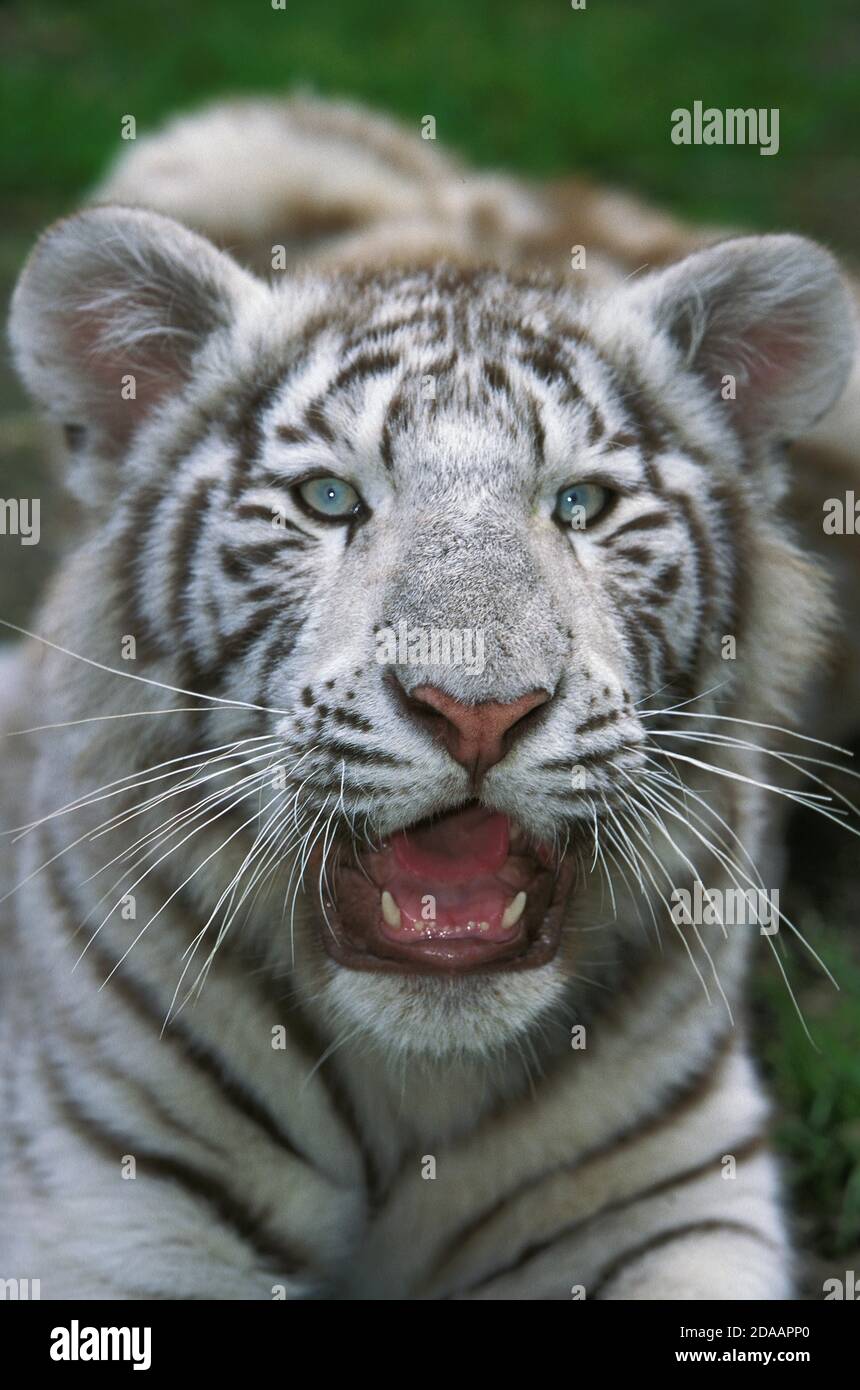 WHITE TIGER panthera tigris, PORTRAIT OF CUB Stock Photo - Alamy